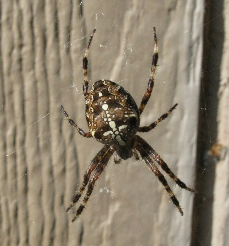 Native Species | New York State Parks and Historic Sites Blog