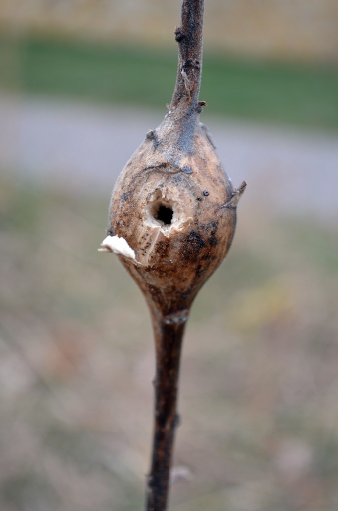 GoldenrodGallPhoto by Mara Koenig_USFWS | New York State Parks and ...