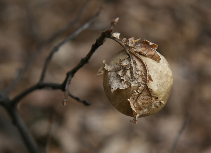 How Galling! | New York State Parks and Historic Sites Blog