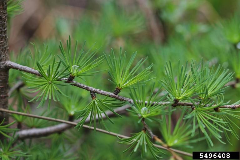 Know The Needles | New York State Parks and Historic Sites Blog