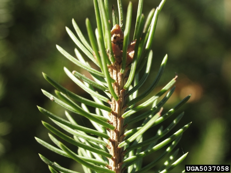 Know The Needles | New York State Parks and Historic Sites Blog
