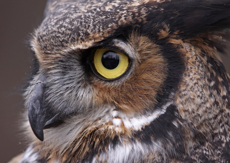 Owls | New York State Parks and Historic Sites Blog