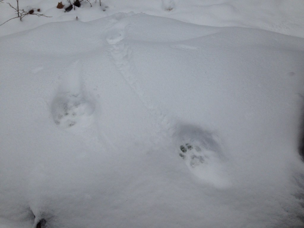 Which Track is That? A Look at Winter Animal Tracks Throughout State ...