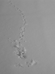 Which Track is That? A Look at Winter Animal Tracks Throughout State ...