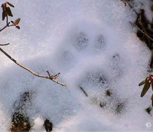 Felines in the Northeast | New York State Parks and Historic Sites Blog