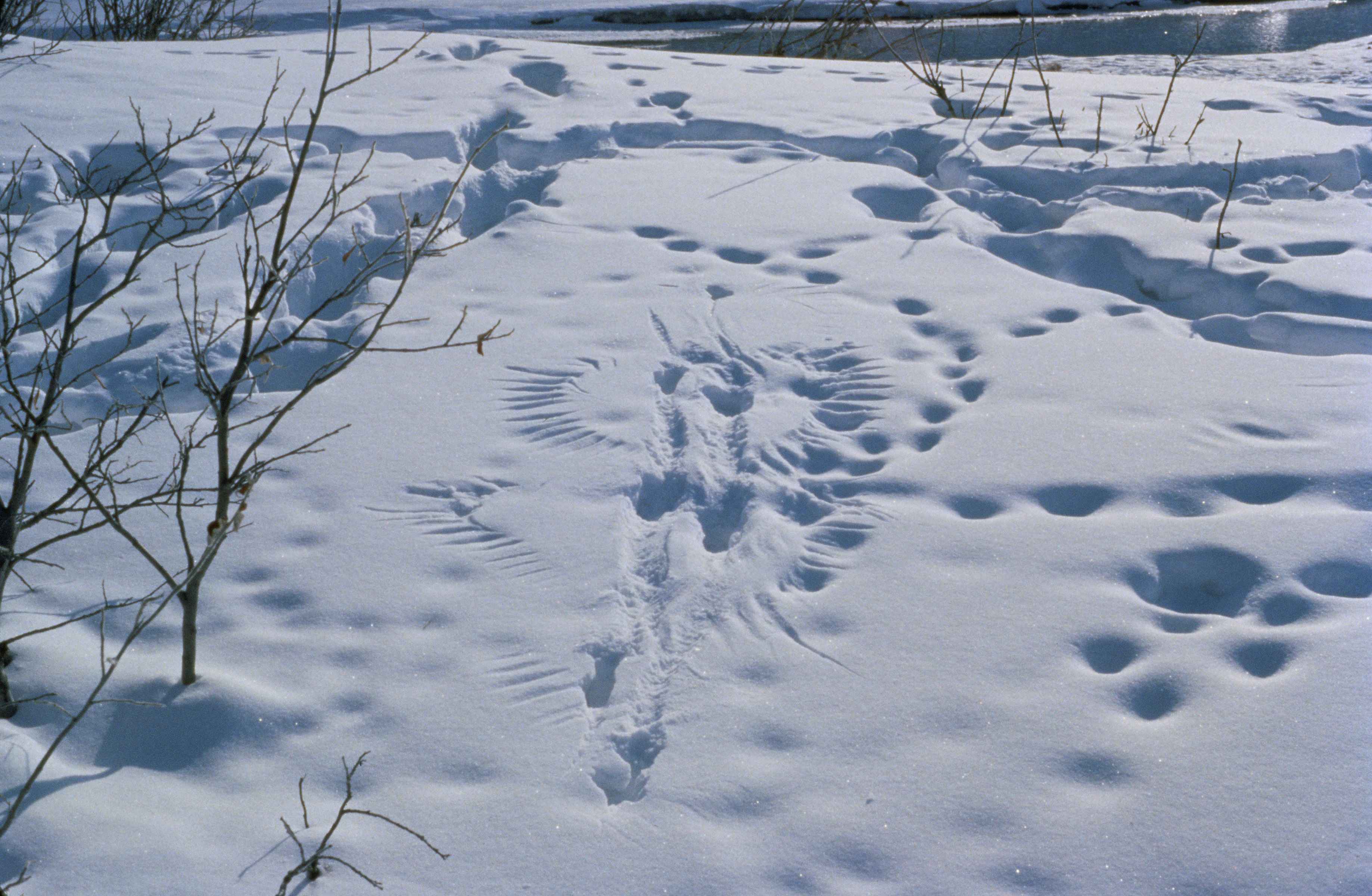 Which Track is That? A Look at Winter Animal Tracks Throughout State ...