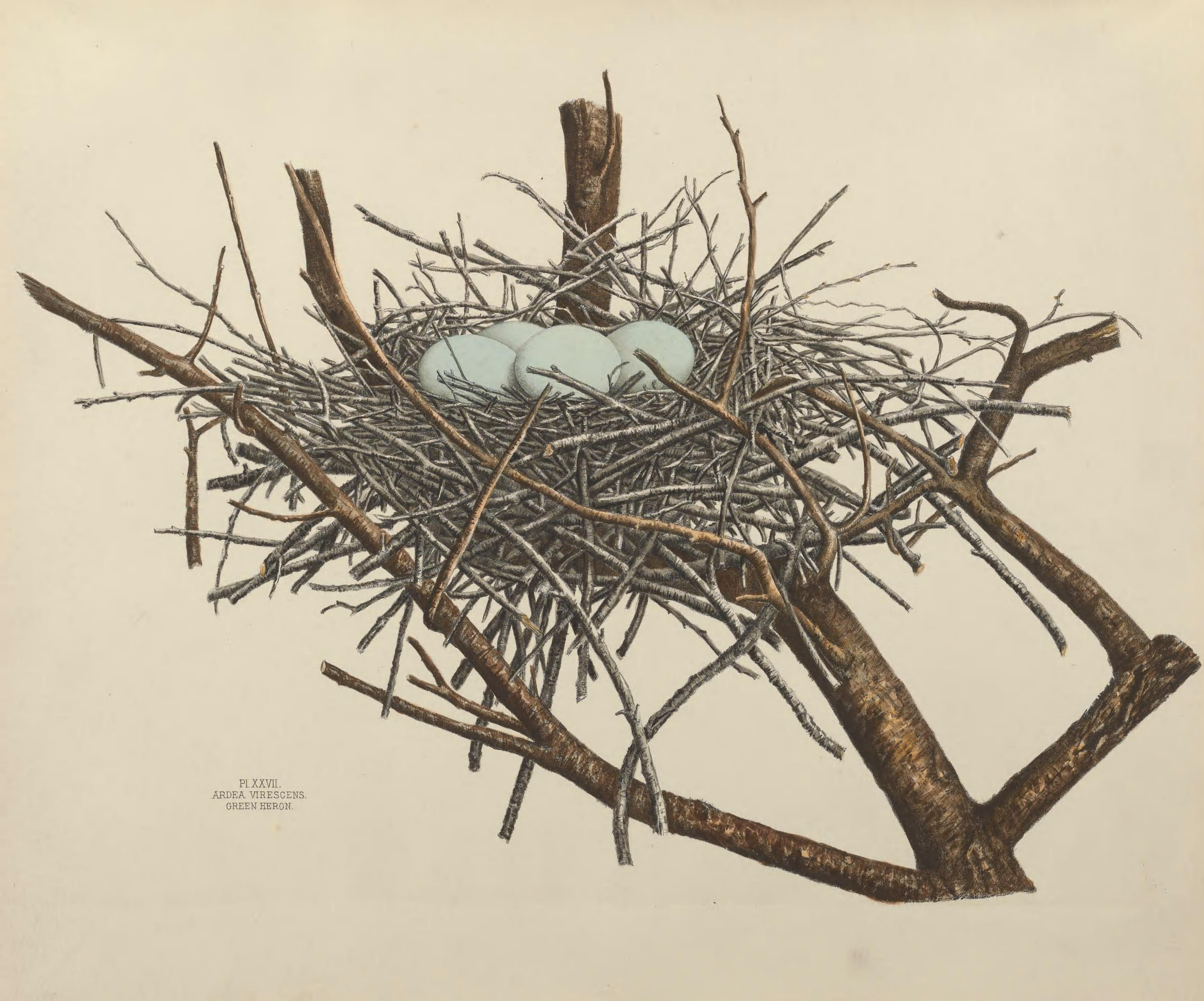 bird nest description