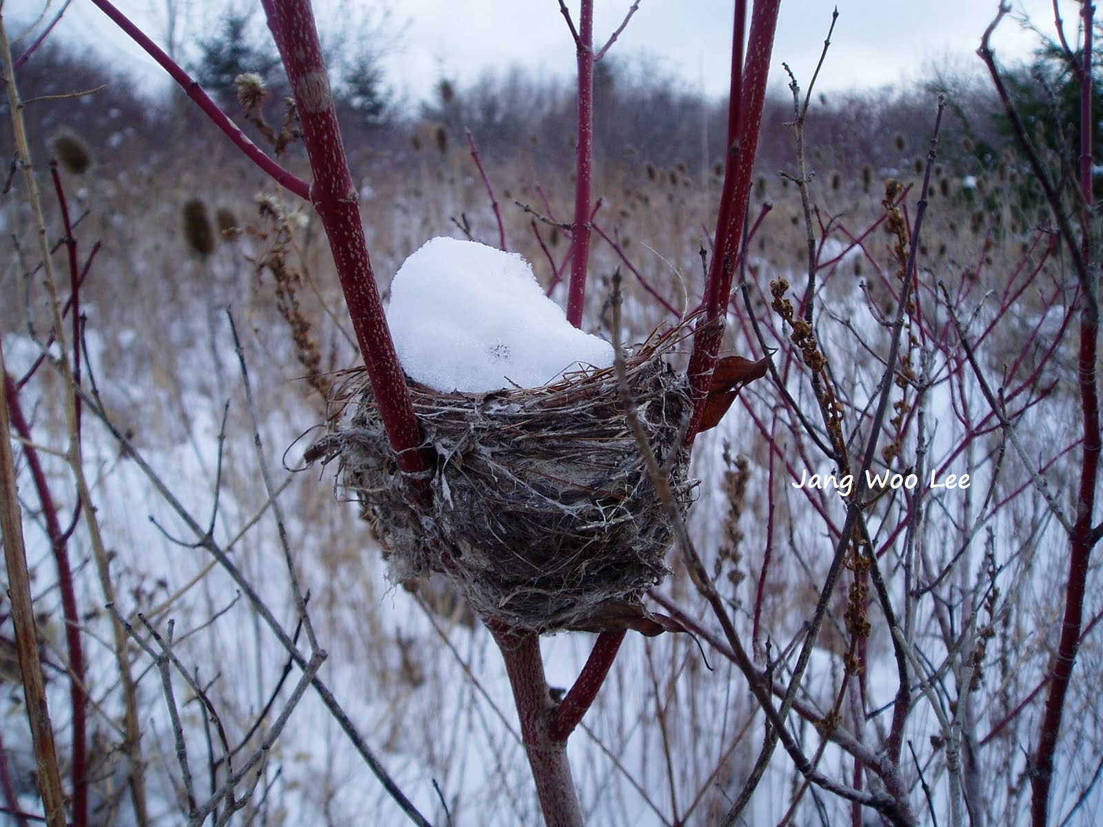 Nest Hunt | New York State Parks and Historic Sites Blog