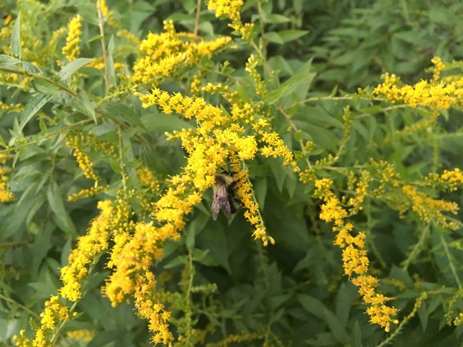 The Glory of Goldenrod | New York State Parks and Historic Sites Blog