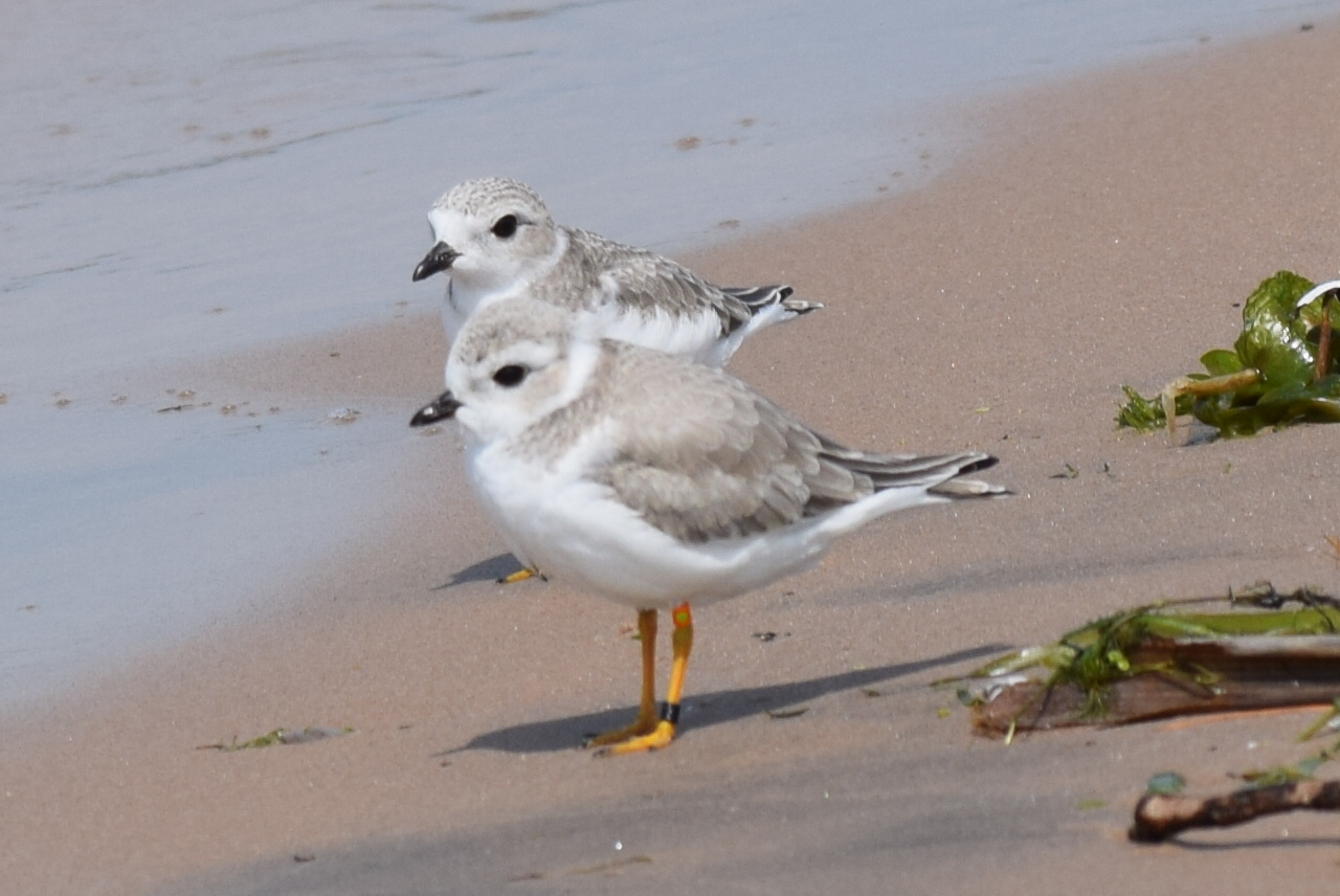 Sandy Island Beach State Park | New York State Parks and Historic Sites ...