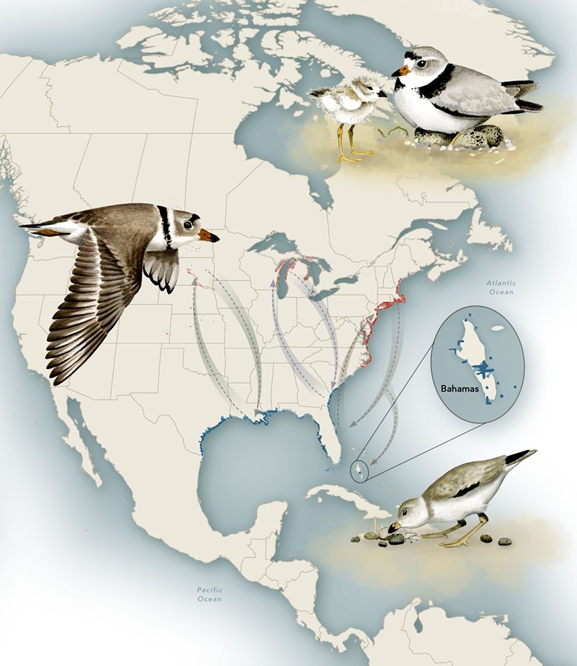 Hope Takes Wing for Endangered Bird | New York State Parks and Historic ...