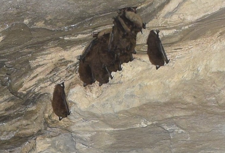 Parks Cave As Sanctuary for Embattled Bats | New York State Parks and ...