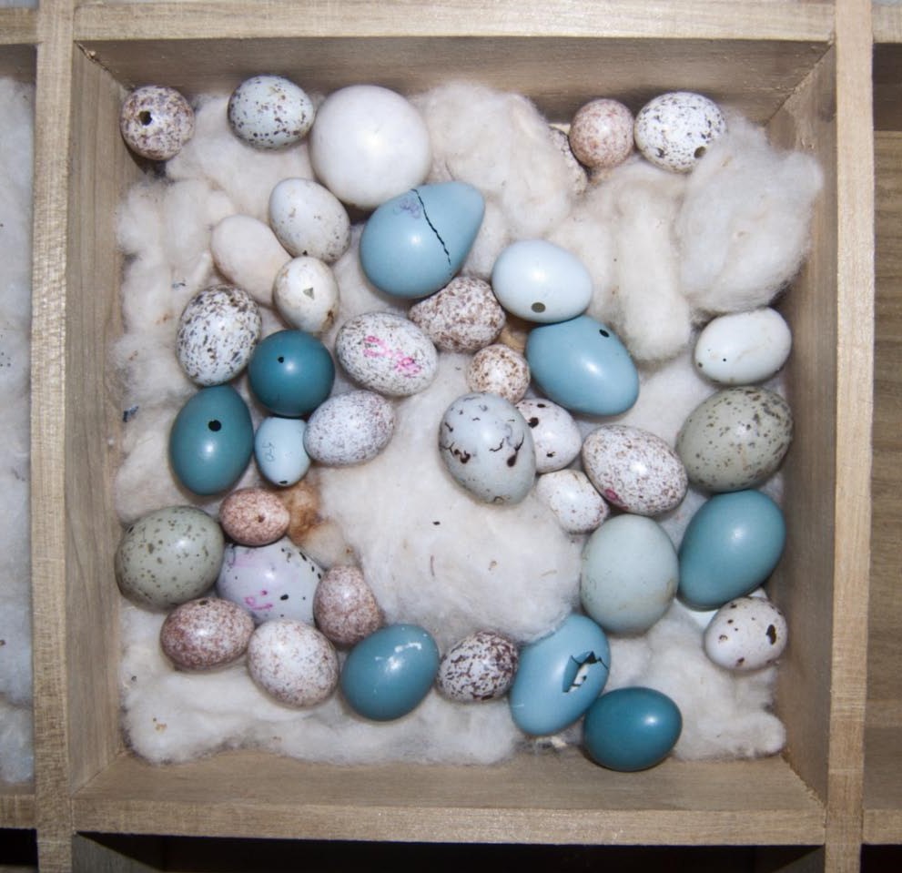 Tender Care For A Most Egg-cellent Collection | New York State Parks ...