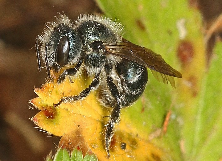 The Wonderful World of Mason Bees | New York State Parks and Historic ...