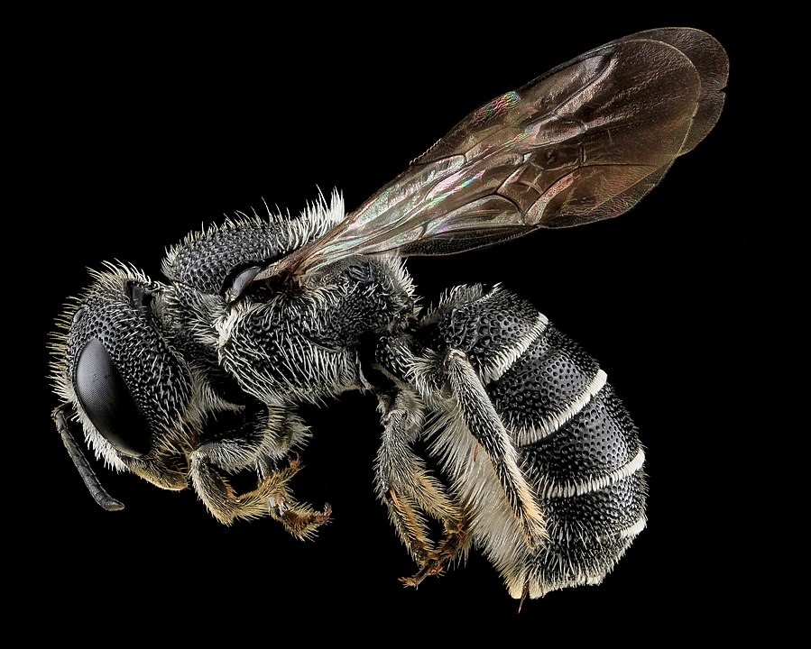 The Wonderful World of Mason Bees | New York State Parks and Historic ...