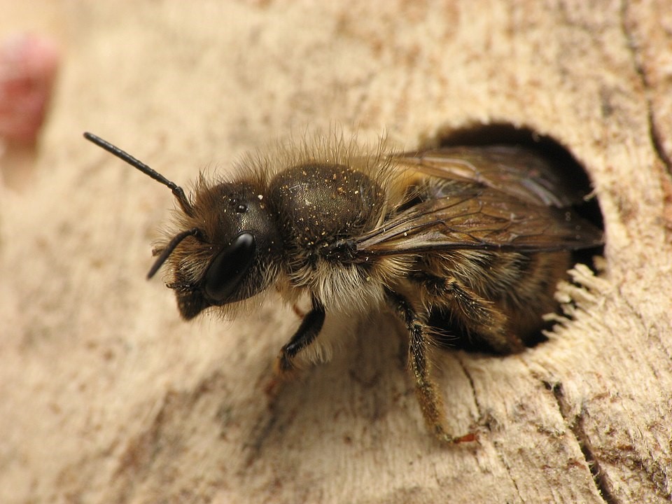 The Wonderful World of Mason Bees | New York State Parks and Historic ...