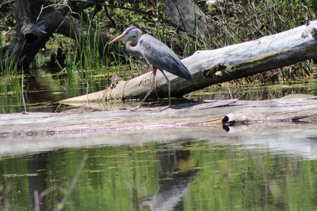 Cherry Plain State Park | New York State Parks and Historic Sites Blog