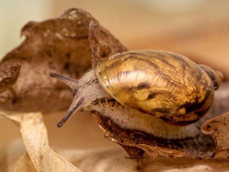 Chittenango Falls State Park | New York State Parks and Historic Sites Blog