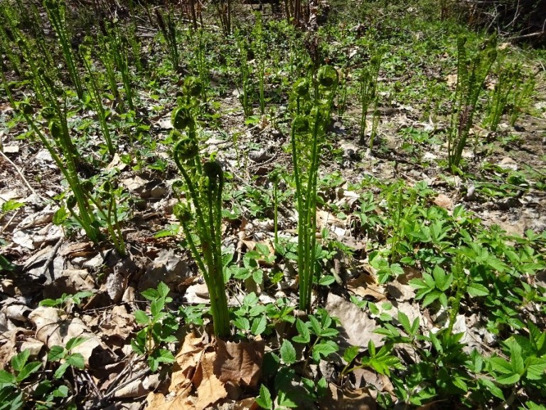 More Early Spring Bloomers – Flowers of April and May | New York State ...