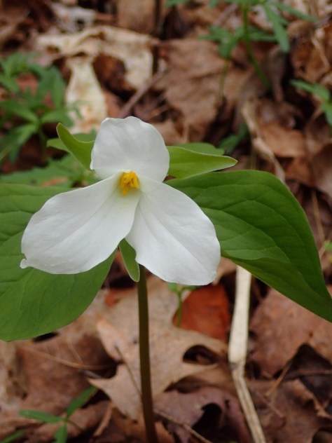 More Early Spring Bloomers – Flowers of April and May | New York State ...