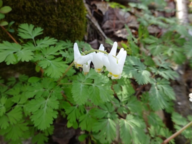 More Early Spring Bloomers – Flowers of April and May | New York State ...