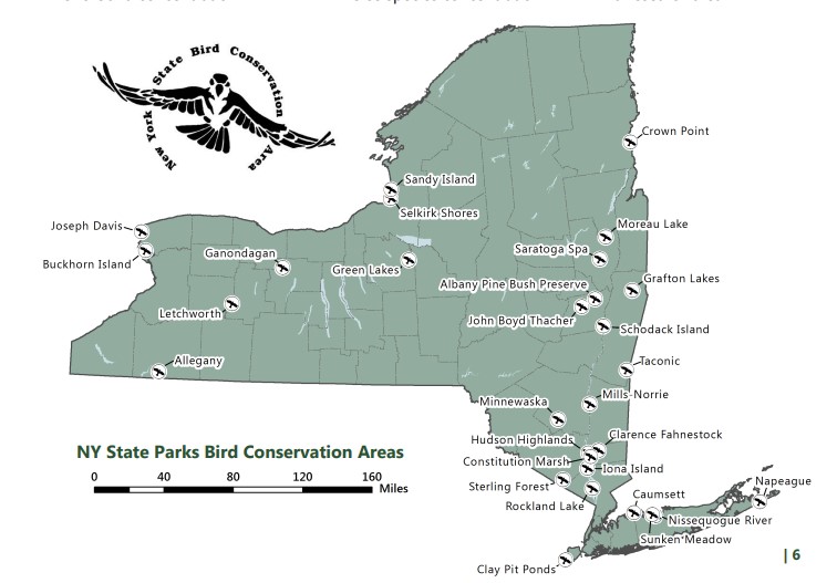 Lights Out For The Birds | New York State Parks and Historic Sites Blog