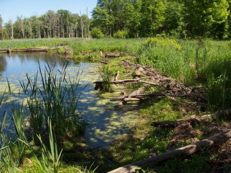 Celebrating Beavers this International Beaver Day | New York State ...