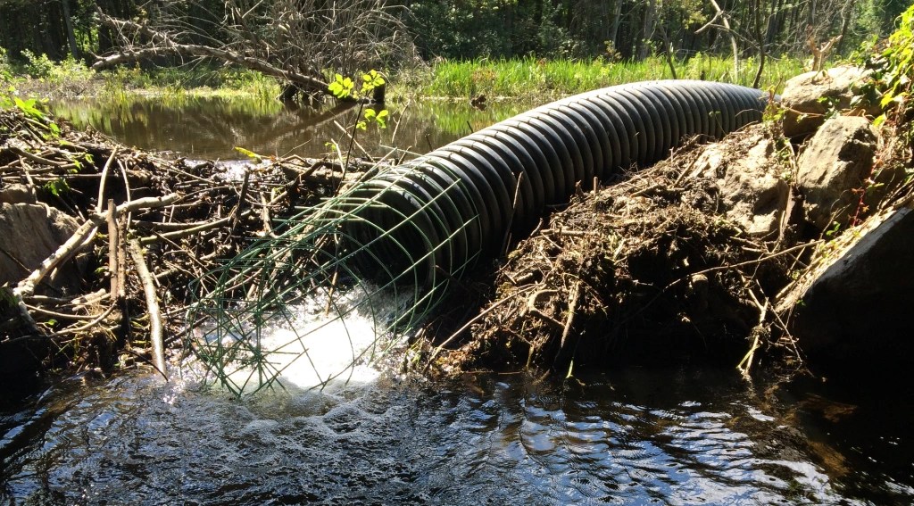 beaver-deceiver | New York State Parks and Historic Sites Blog