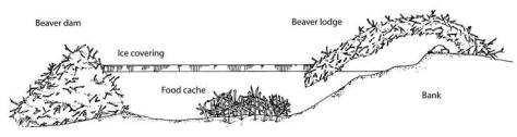 Celebrating Beavers this International Beaver Day | New York State ...