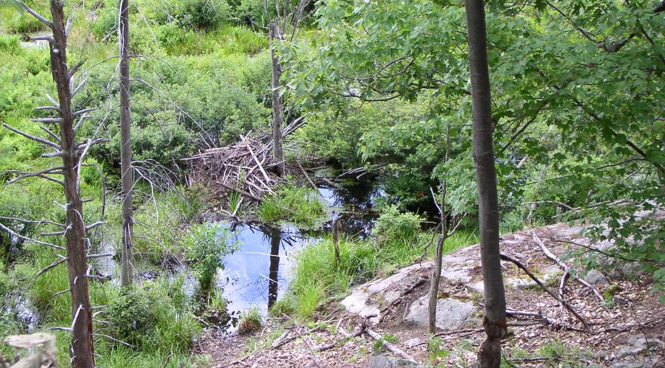 Celebrating Beavers this International Beaver Day | New York State ...