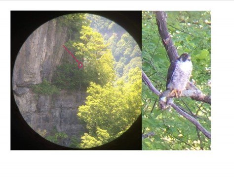 Wildlife Spotlight – The Peregrine Falcon | New York State Parks and ...