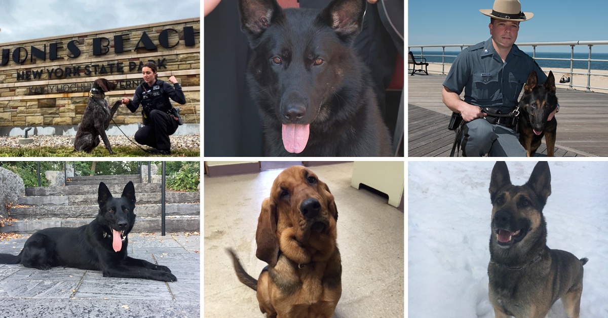 Meet The Courageous K-9s of the New York State Park Police | New York ...