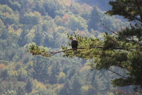 timber rattlesnake | New York State Parks and Historic Sites Blog