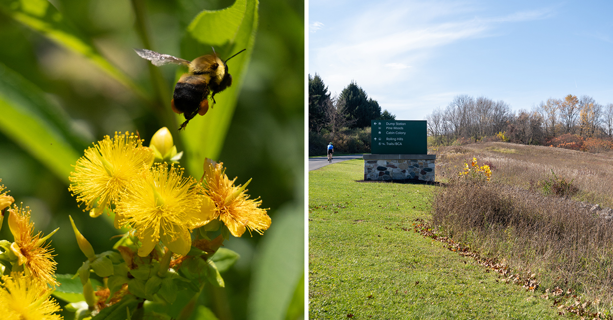 native plants | New York State Parks and Historic Sites Blog