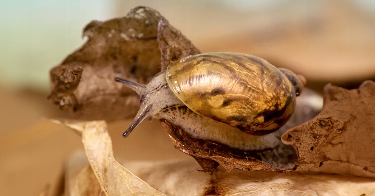 An Update on the Rare ‘Chitt’ Snail from Staff Snailblazers | New York ...
