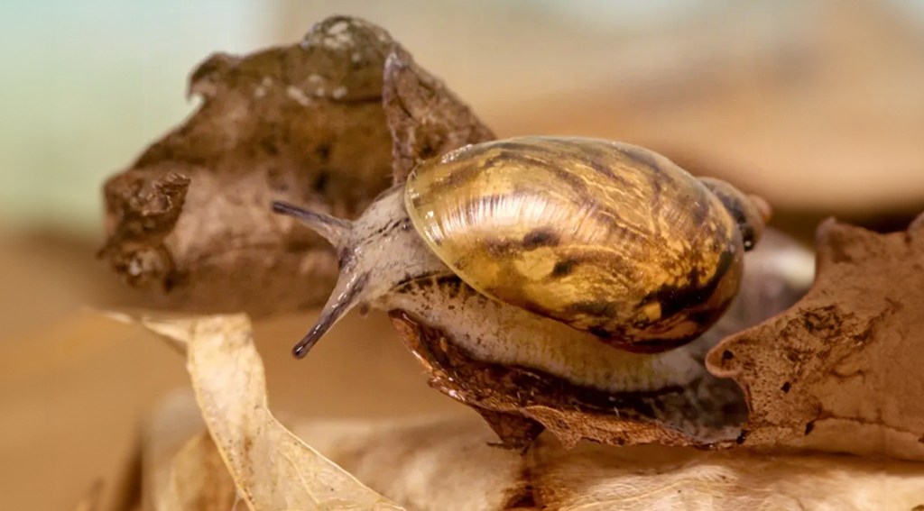 An Update on the Rare ‘Chitt’ Snail from Staff Snailblazers | New York ...