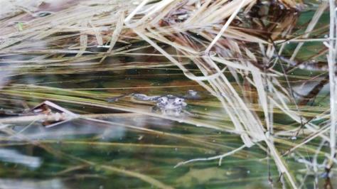 The Secret Life of Vernal Pools | New York State Parks and Historic ...