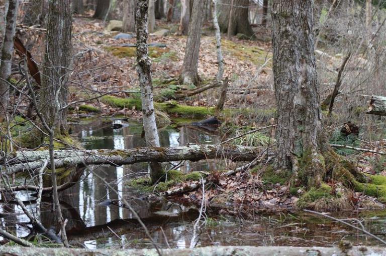 The Secret Life of Vernal Pools | New York State Parks and Historic ...