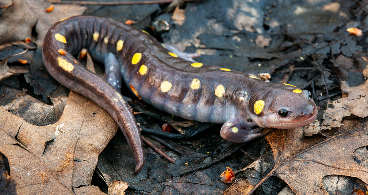 The Secret Life of Vernal Pools | New York State Parks and Historic ...