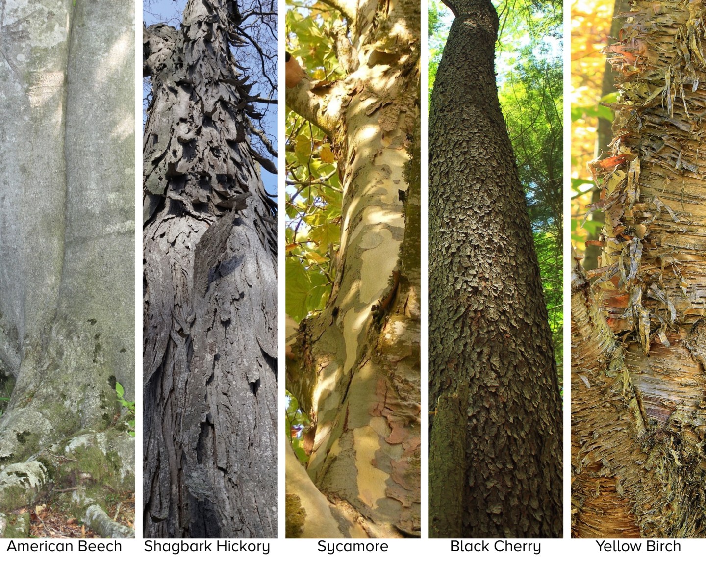 Master Winter Tree Identification: Essential Tips & Clues