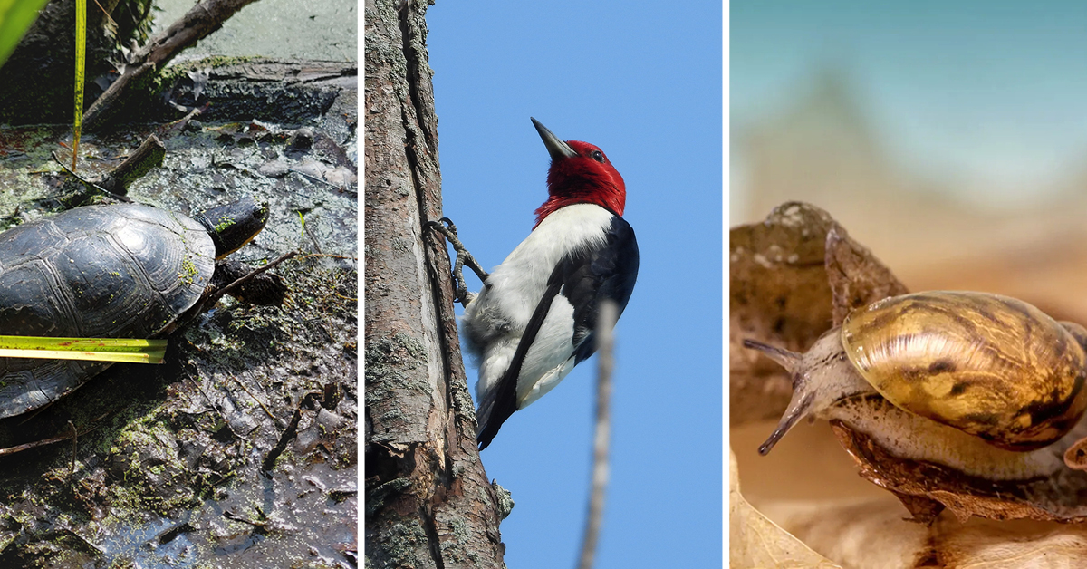 Protecting Rare Species in New York’s State Parks | New York State ...