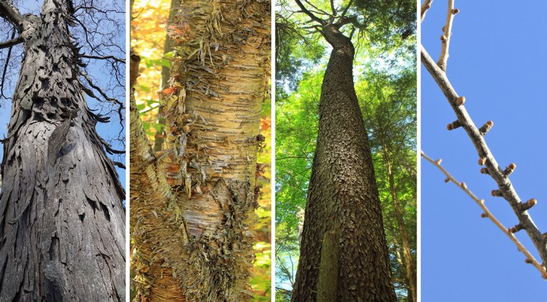 Master Winter Tree Identification: Essential Tips & Clues