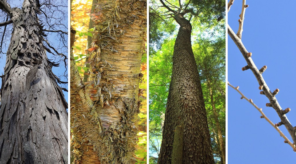 Master Winter Tree Identification: Essential Tips & Clues