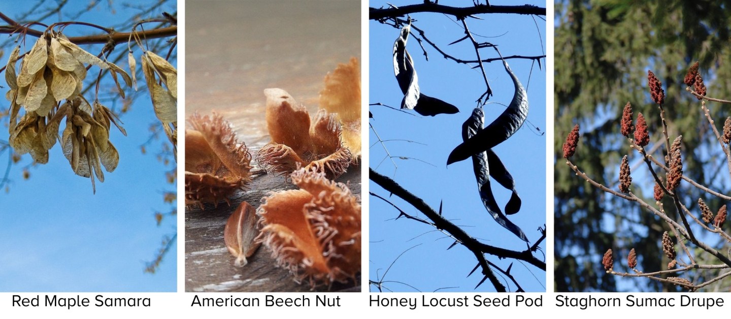 Master Winter Tree Identification: Essential Tips & Clues