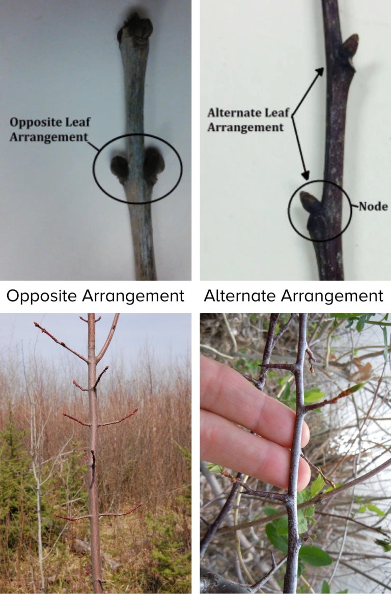 Master Winter Tree Identification: Essential Tips & Clues